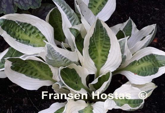 Hosta Yellow Polka Dot Bikini - Fransen Hostas